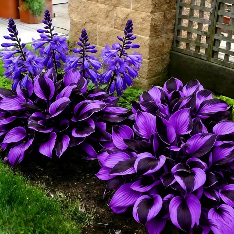 Black and Purple Hosta - Etsy