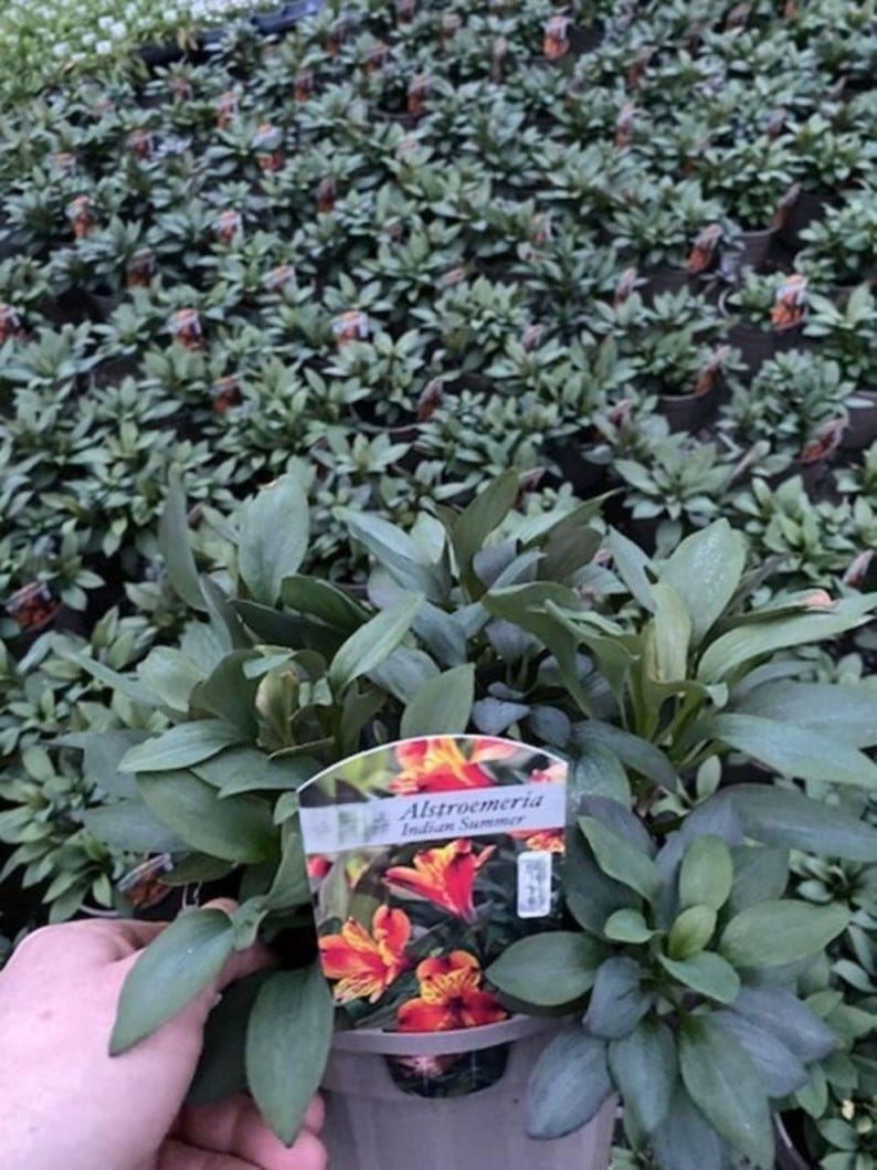 Alstroemeria Indian Summer Starter Plant Flowering Garden Plant - Etsy ...