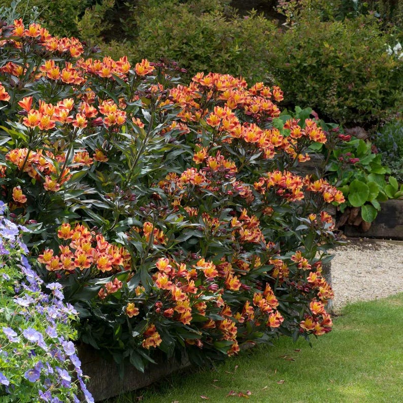 Alstroemeria Indian Summer Starter Plant Flowering Garden Plant - Etsy ...