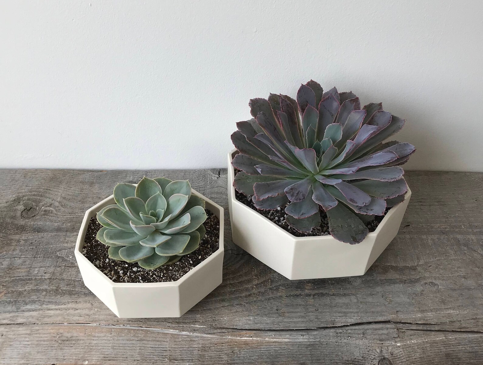 Octagon Succulent Planter Ceramic Porcelain Planter Modern | Etsy