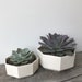 Octagon Succulent Planter Ceramic Porcelain Planter Modern - Etsy