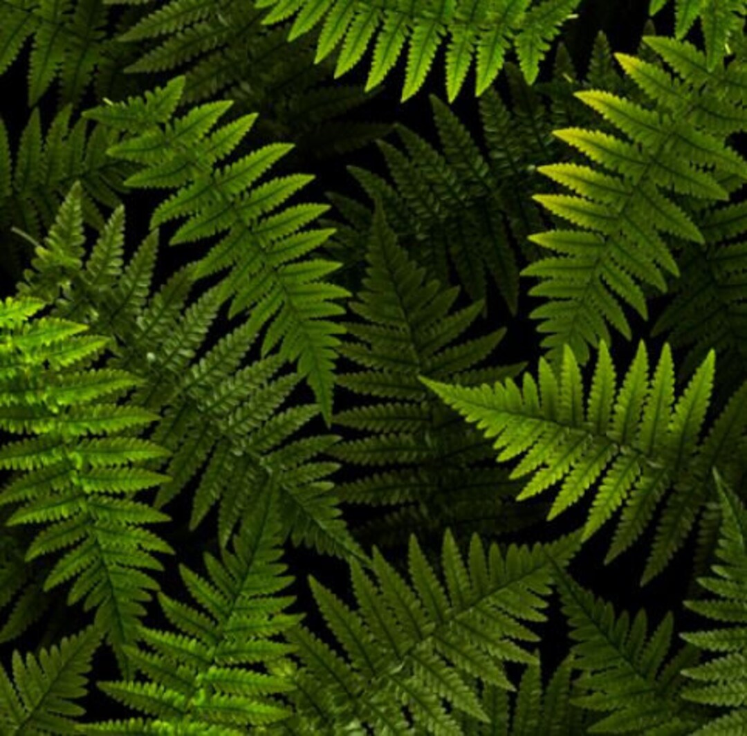 Quilting Treasures Open Air Ferns Forest Green - Etsy