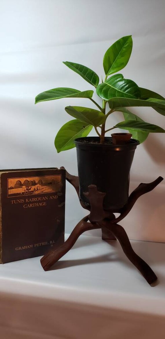 Vintage Large Hand Carved Wood Tripod Turtle Head Plant Stand - Etsy