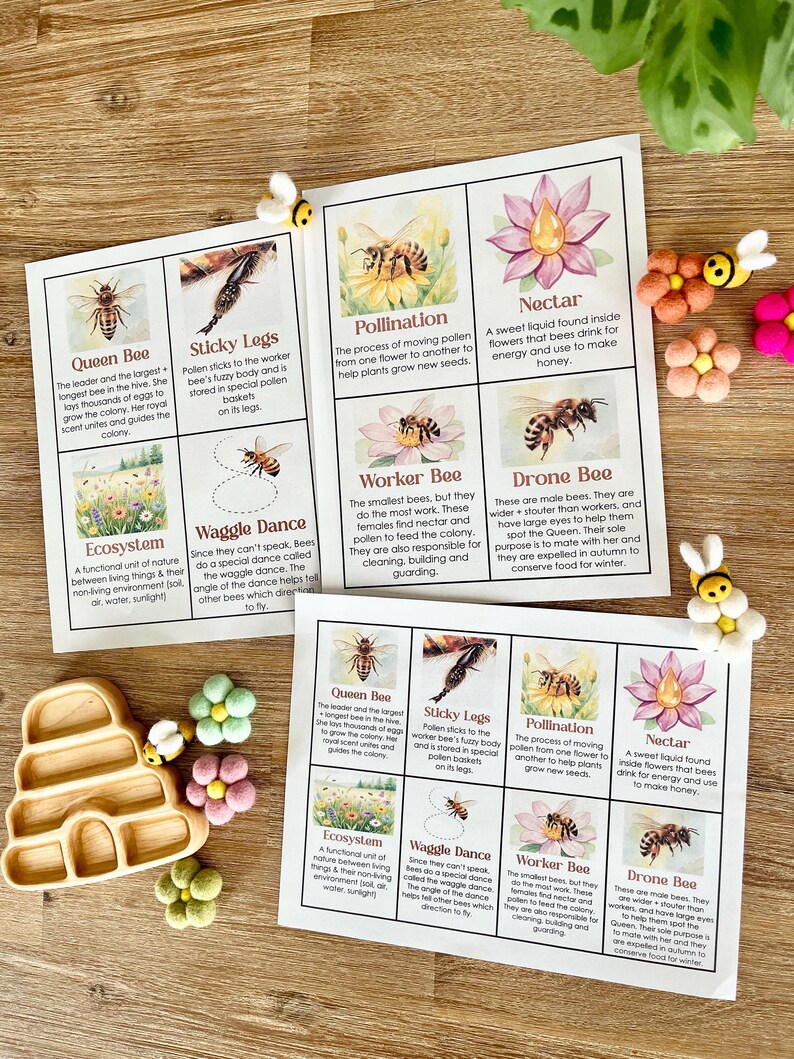 Bees Informational Flash Cards | Printable PDF | Digital Download ...