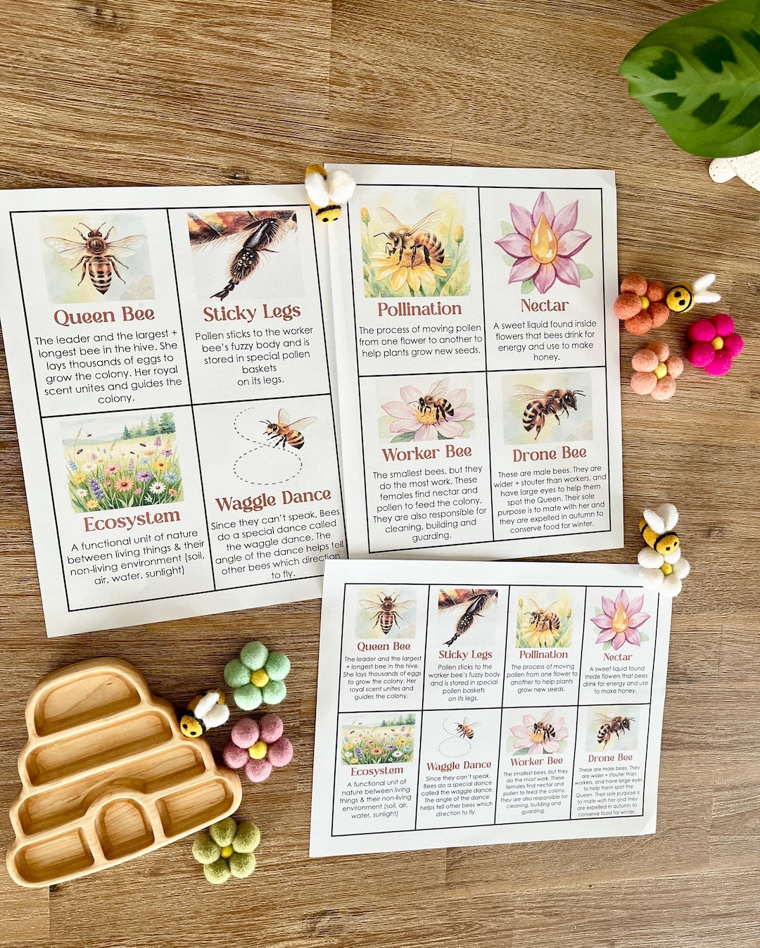 Bees Informational Flash Cards | Printable PDF | Digital Download ...