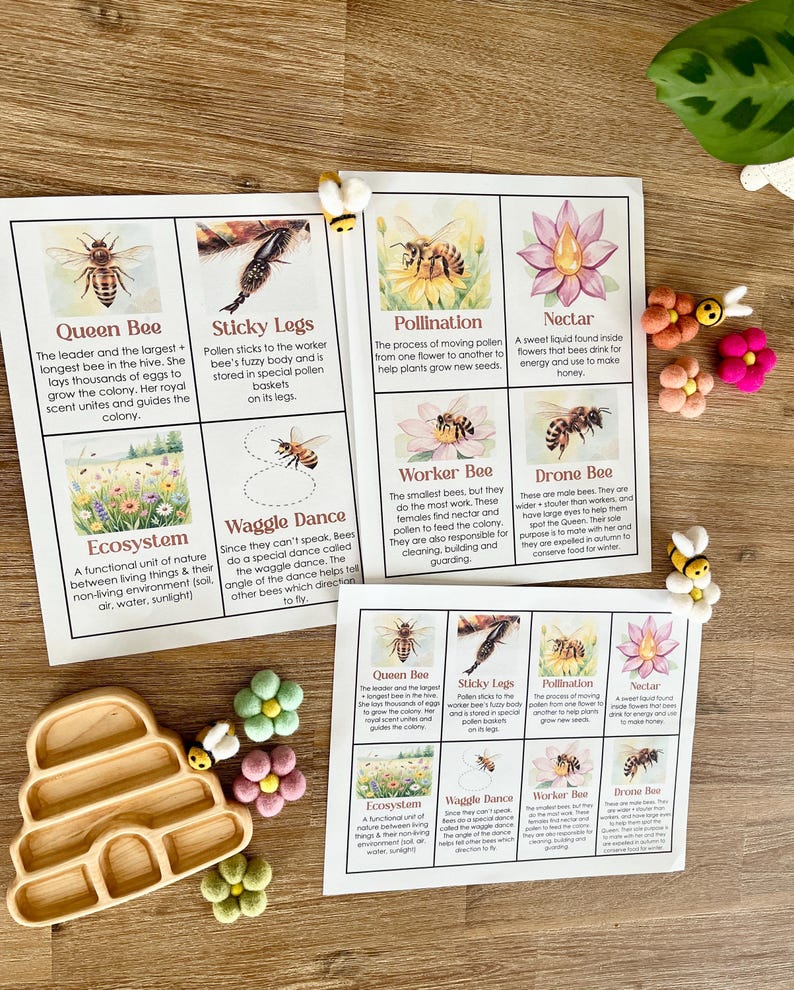 Bees Informational Flash Cards | Printable PDF | Digital Download ...