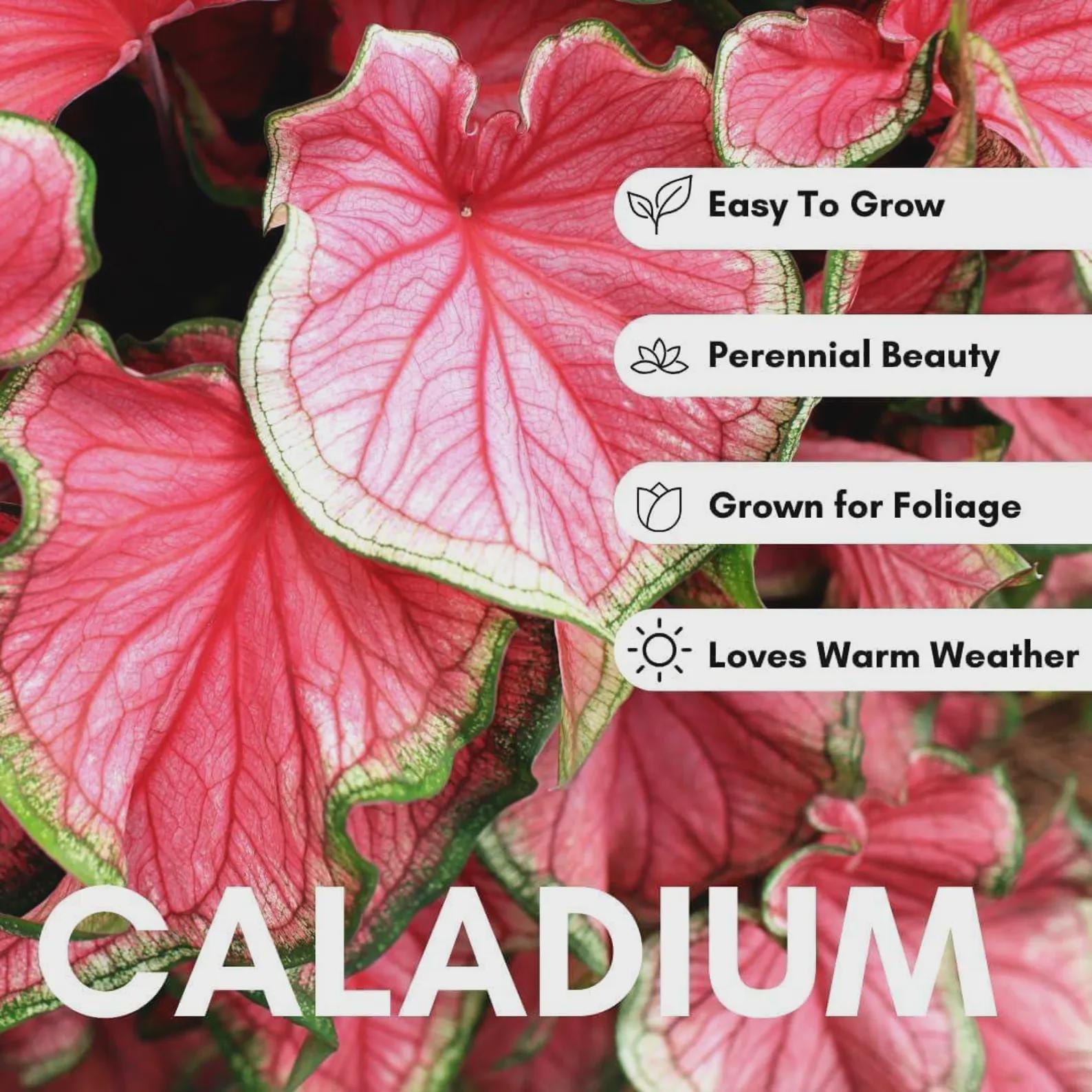 Scarlet Arrow Caladium Bulbs – Tropical Red Leaf Foliage Plant (6 Bulbs ...