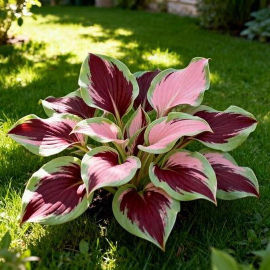 200+ Pink Red Hosta Seeds – Vibrant Shade Perennial for Garden, Bonsai ...