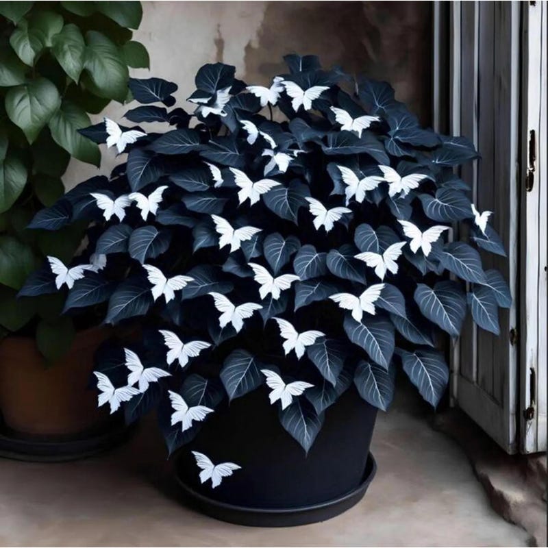 Butterfly Hosta - Etsy