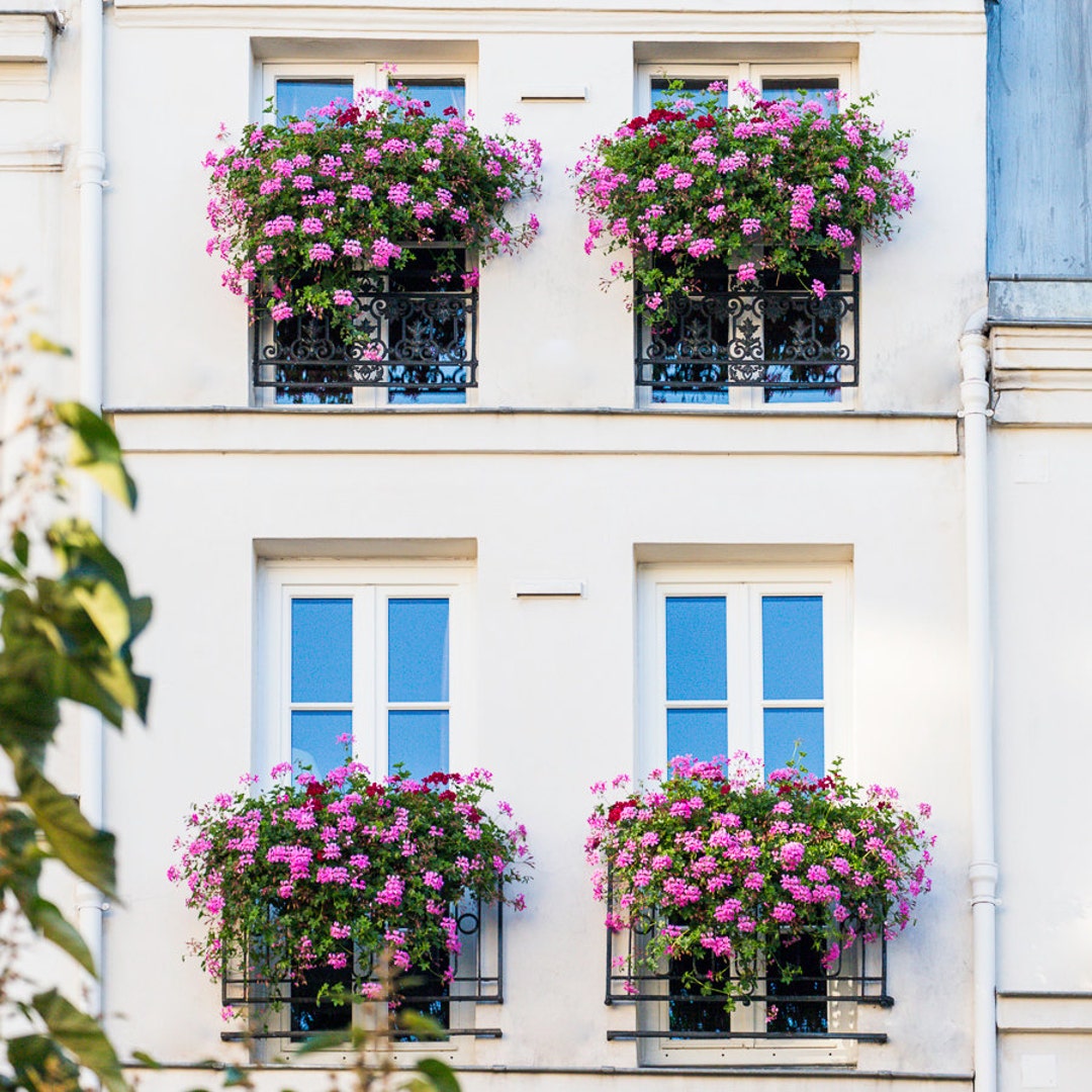 Paris Photography - Pink Geranium Window Boxes, Fine Art Travel ...