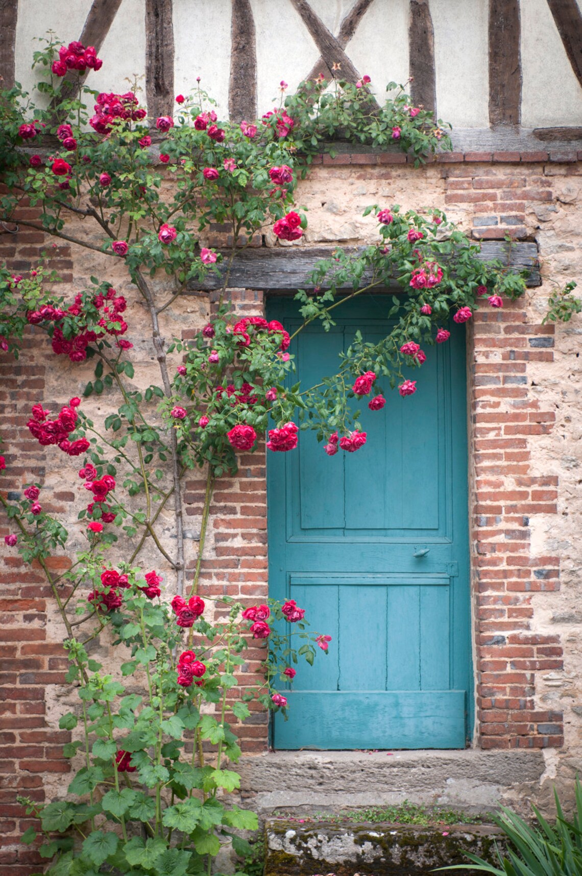 French Country Roses Collection - France Flowers, French Fine Art ...