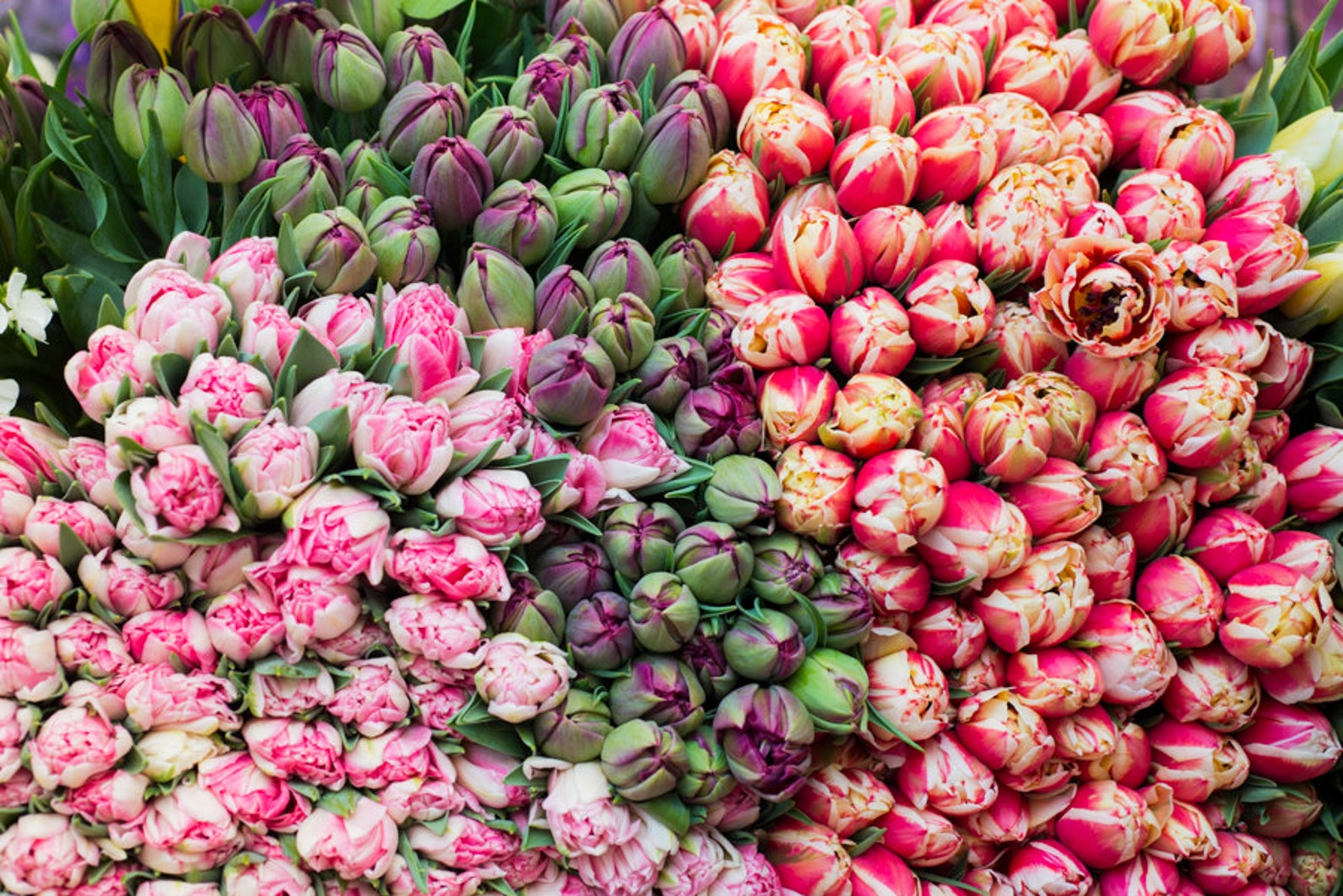 Flower Photography - Paris Tulips at Market, Kitchen Decor, French Home ...