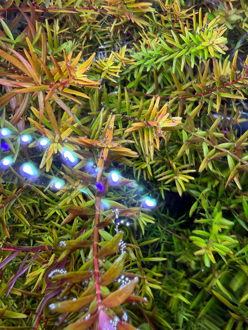Rotala H'ra Vietnam Live Aquarium Plant, BUY 3 GET 1 FREE, 5 Submerged ...