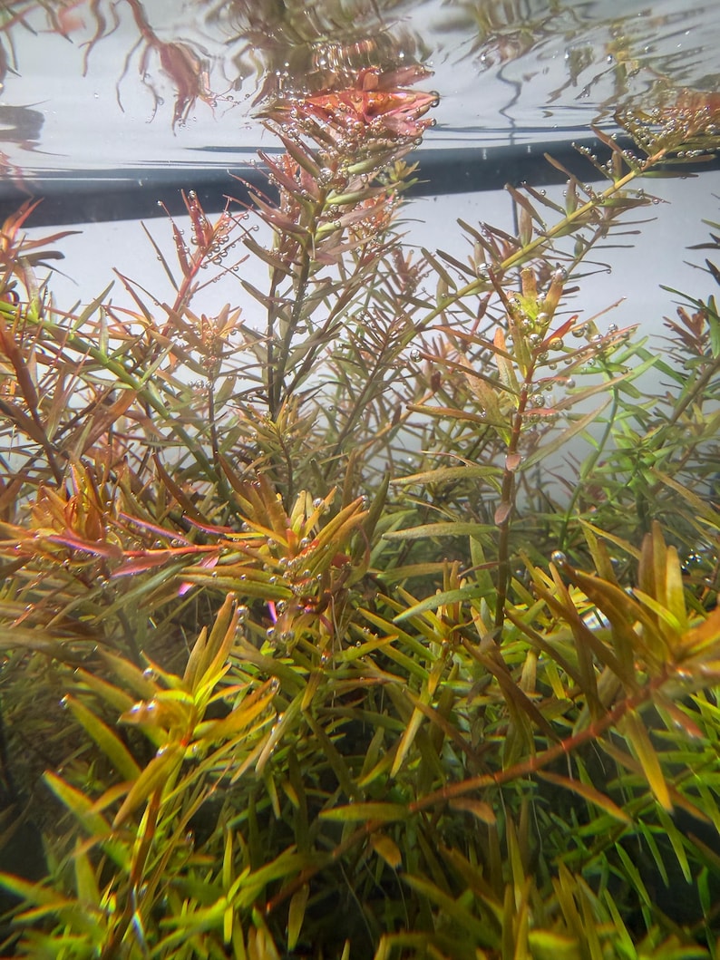 Rotala H'ra Vietnam Live Aquarium Plant, BUY 3 GET 1 FREE, 5 Submerged ...