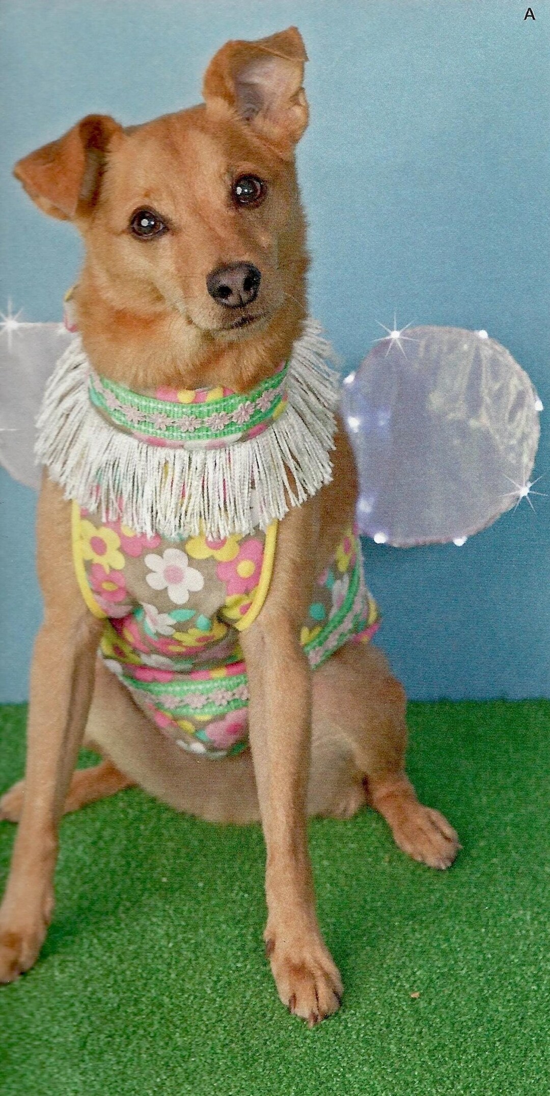 Simplicity 1482 Dog Outfits Variations Christmas Fairy Wings Tuxedo ...