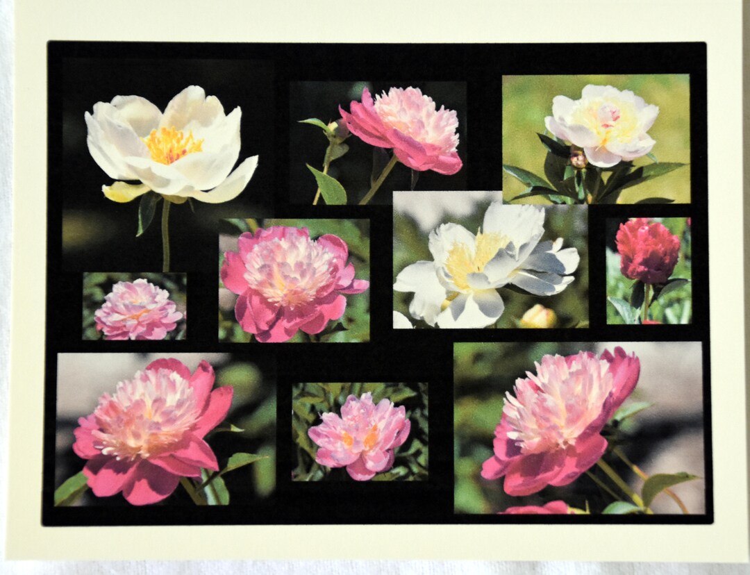 Peonies Collage From the Peony Garden in Ann Arbor - Notecards - Etsy