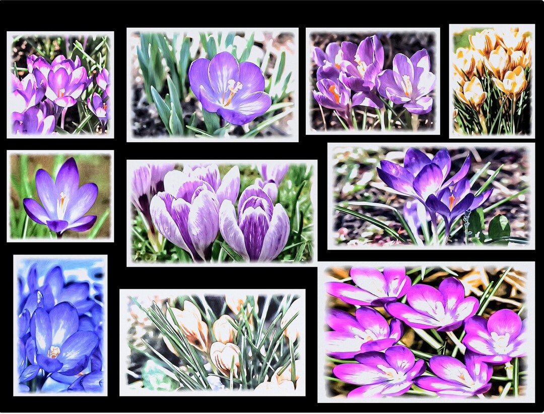 Artistic Paintings of Crocuses in a Collage - Notecards - Etsy