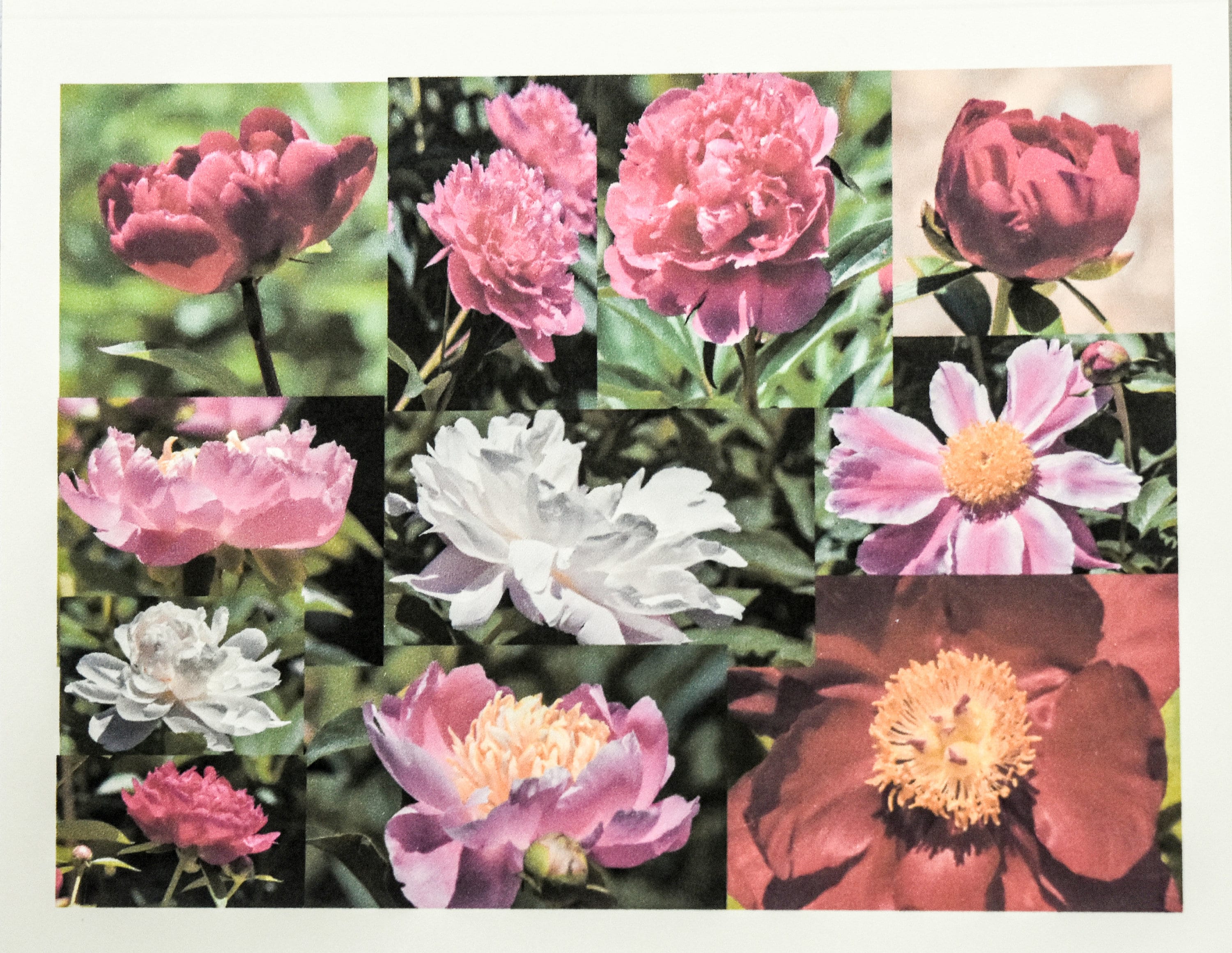 Collage of Peony Photos - Notecards - Etsy