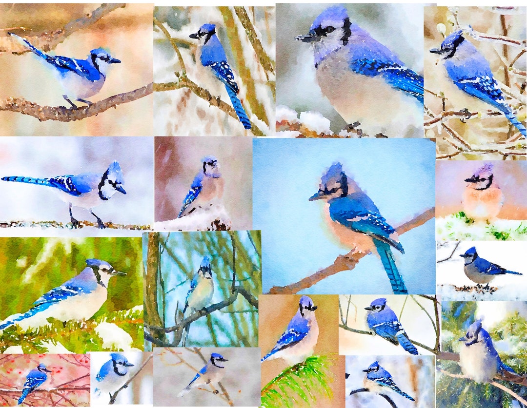 Collage of Watercolor of Blue Jays Enjoying the COLD!- Notecards - Etsy