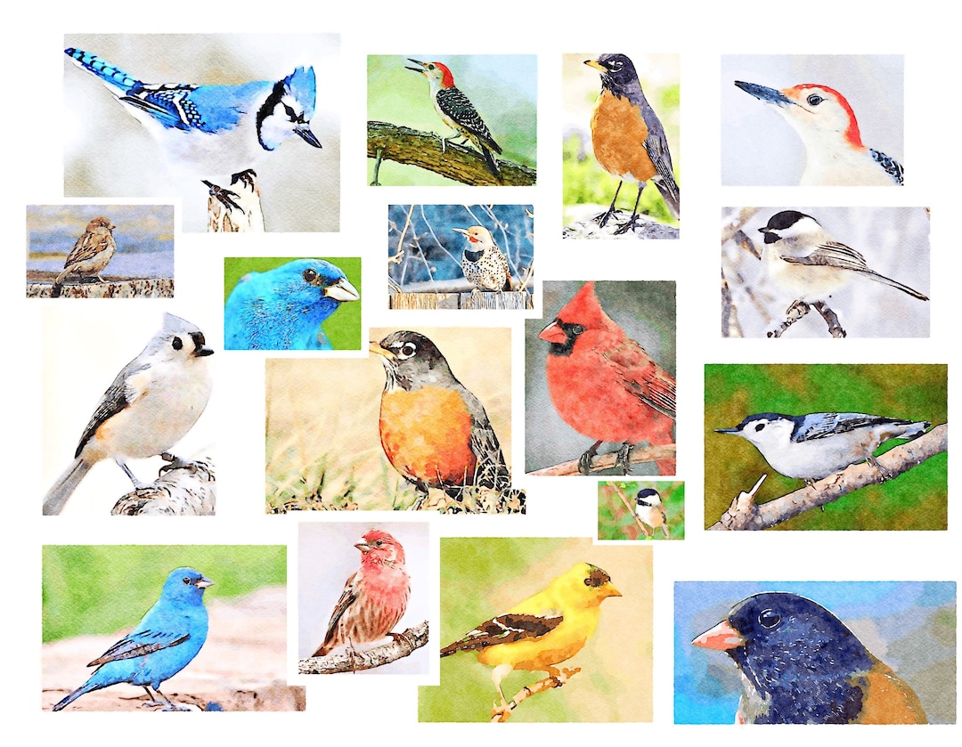 Watercolor Paintings of a Collage of Birds - Notecards - Etsy