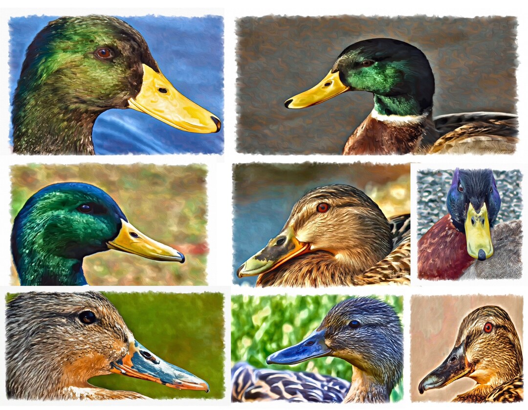 Collage of Watercolor Paintings of QUACK QUACK Ducks - Notecards - Etsy