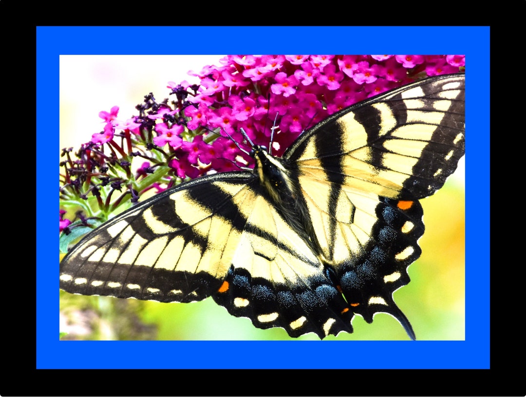 Photos of Tiger Swallowtail Flying Around - Notecards - Etsy