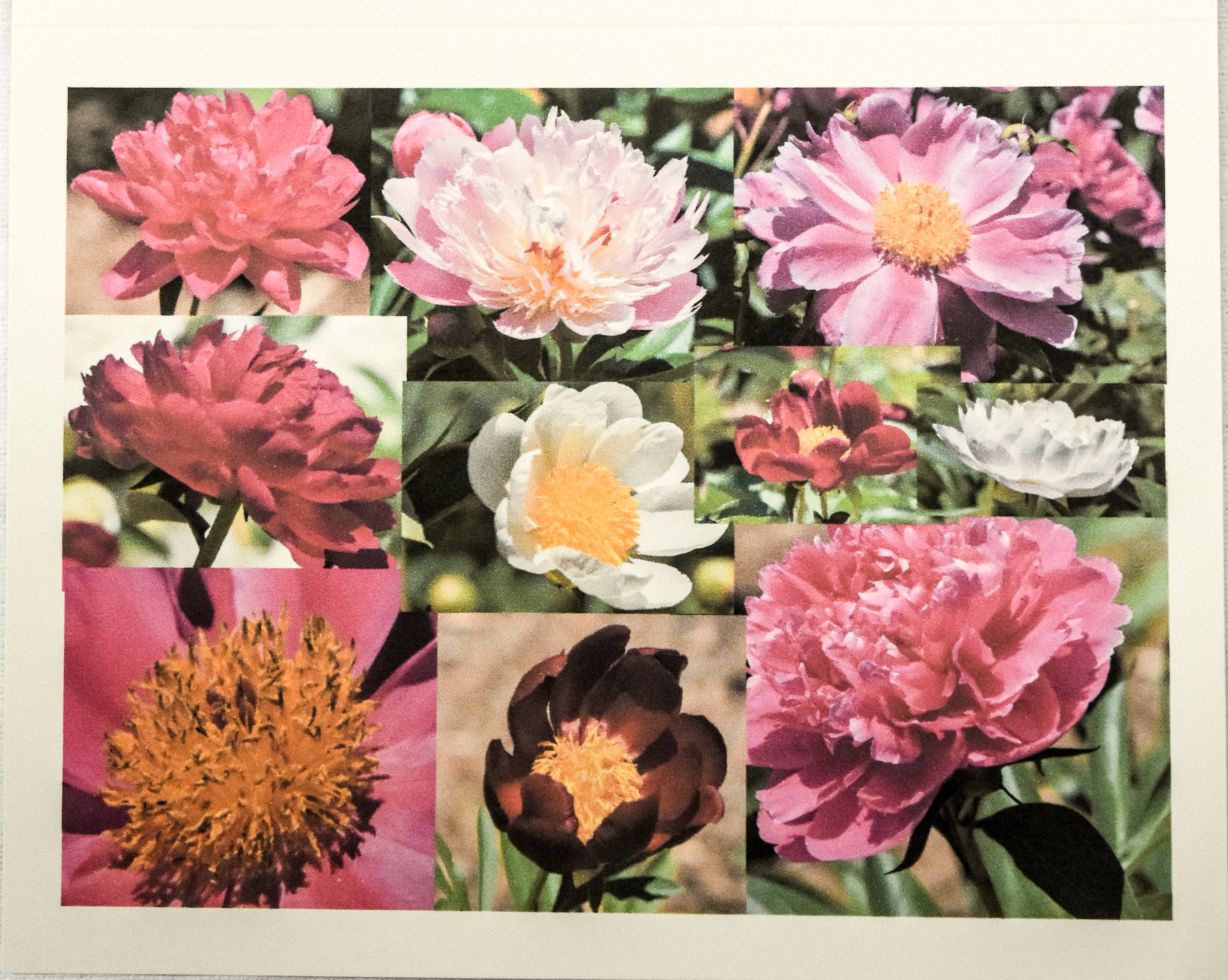 Collage of Peony Photos - Notecards - Etsy