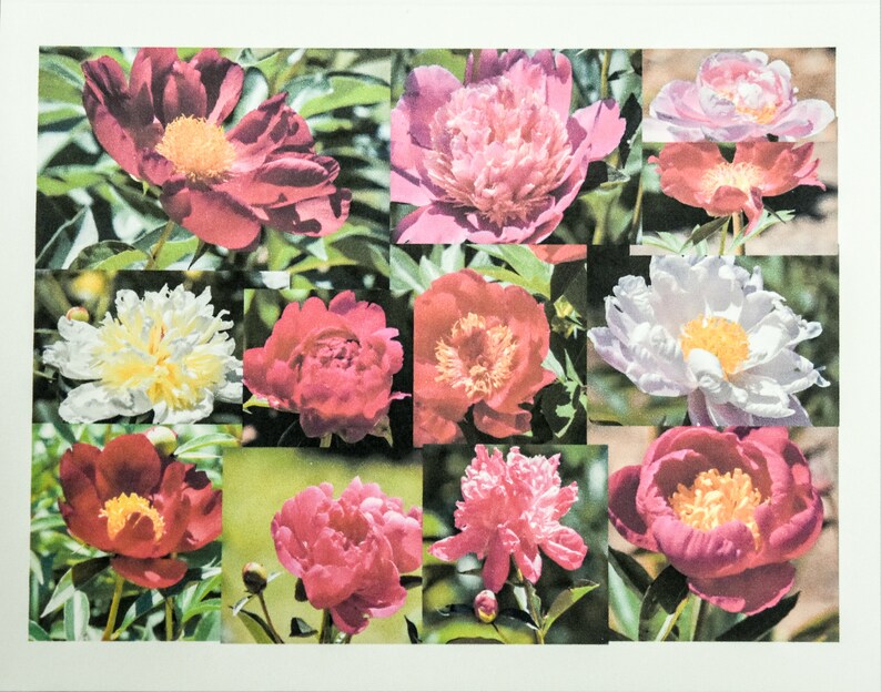 Collage of Peony Photos - Notecards - Etsy