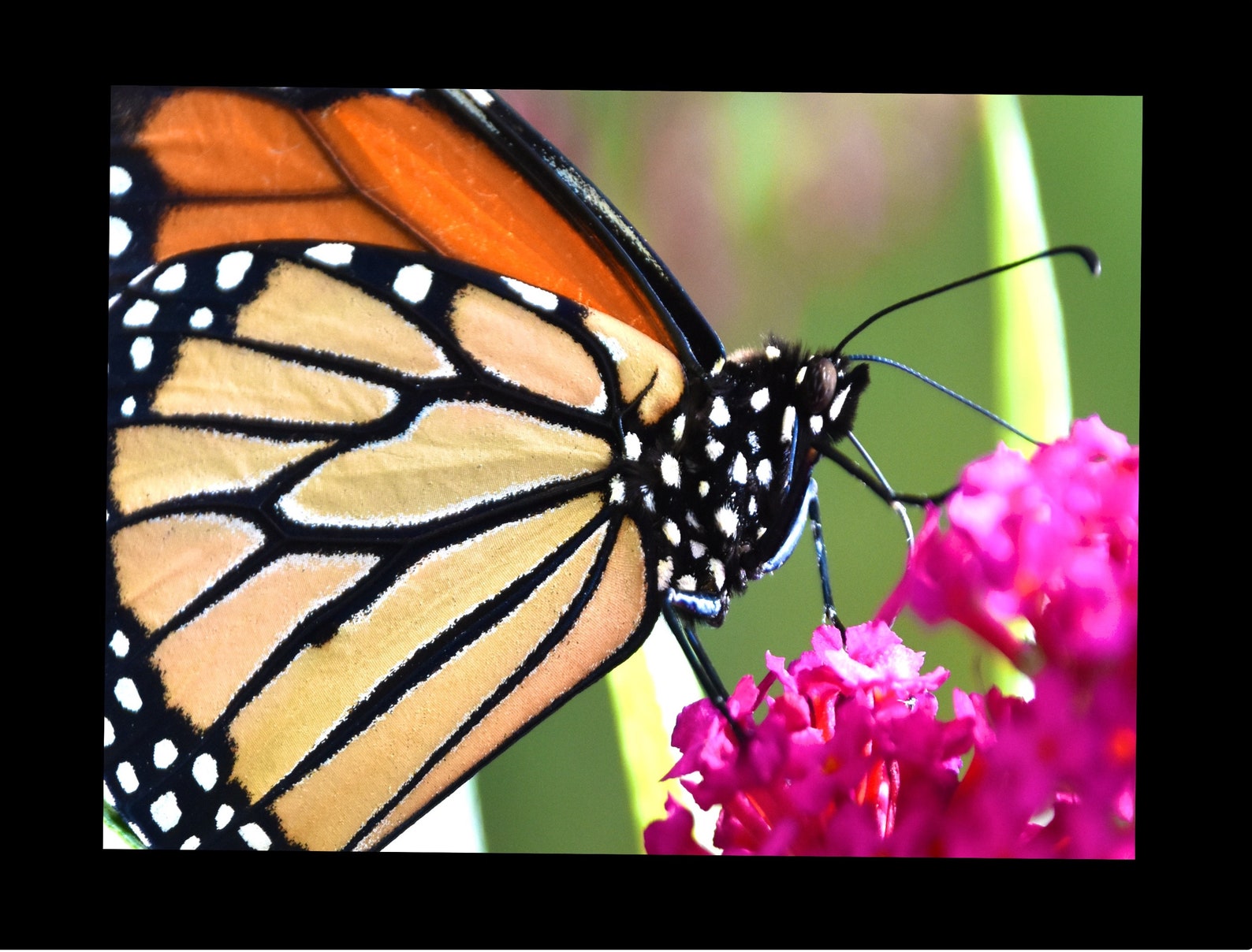 Beautiful Monarch Butterflies Flying Around Me - Notecards - Etsy