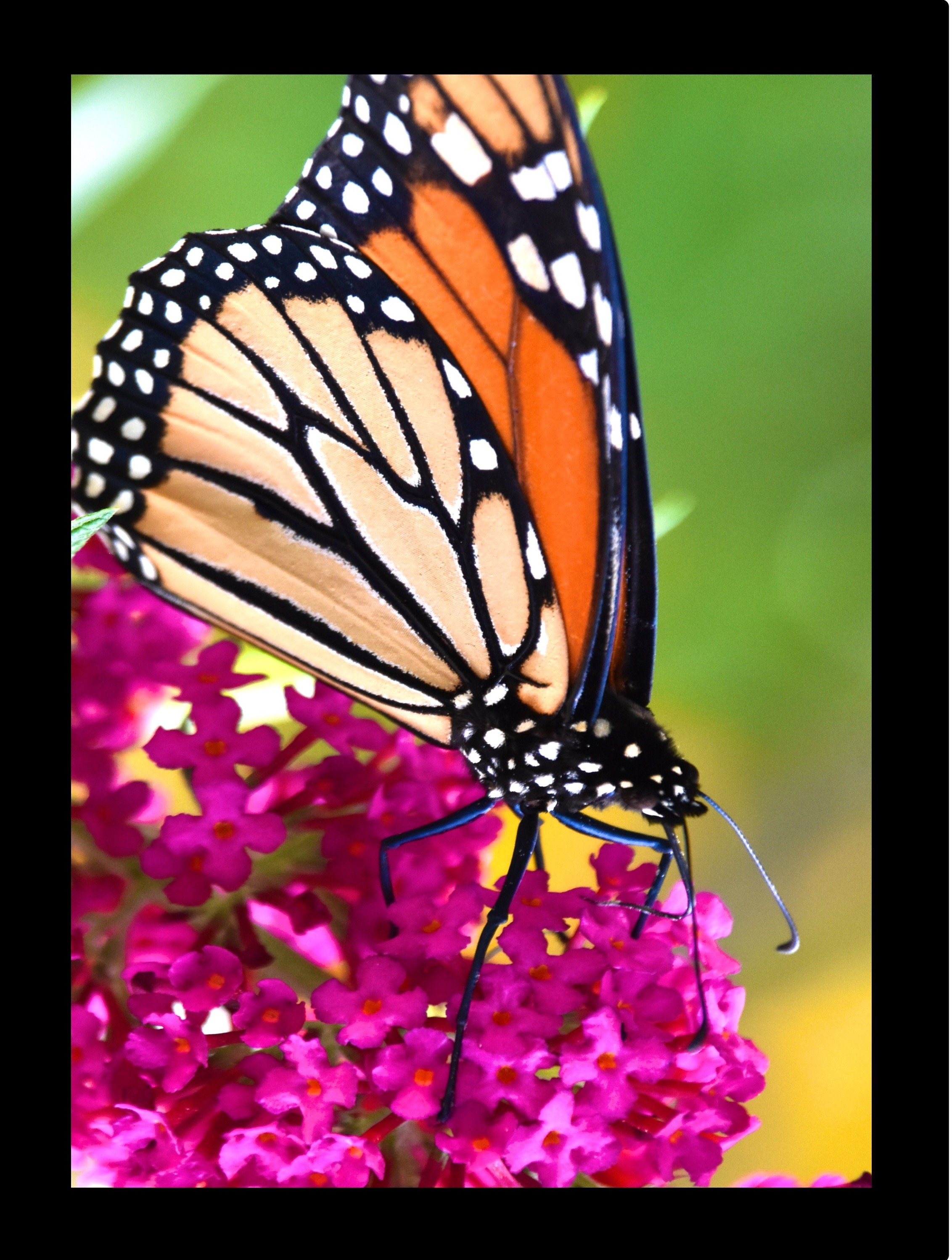Beautiful Monarch Butterflies Flying Around Me - Notecards - Etsy