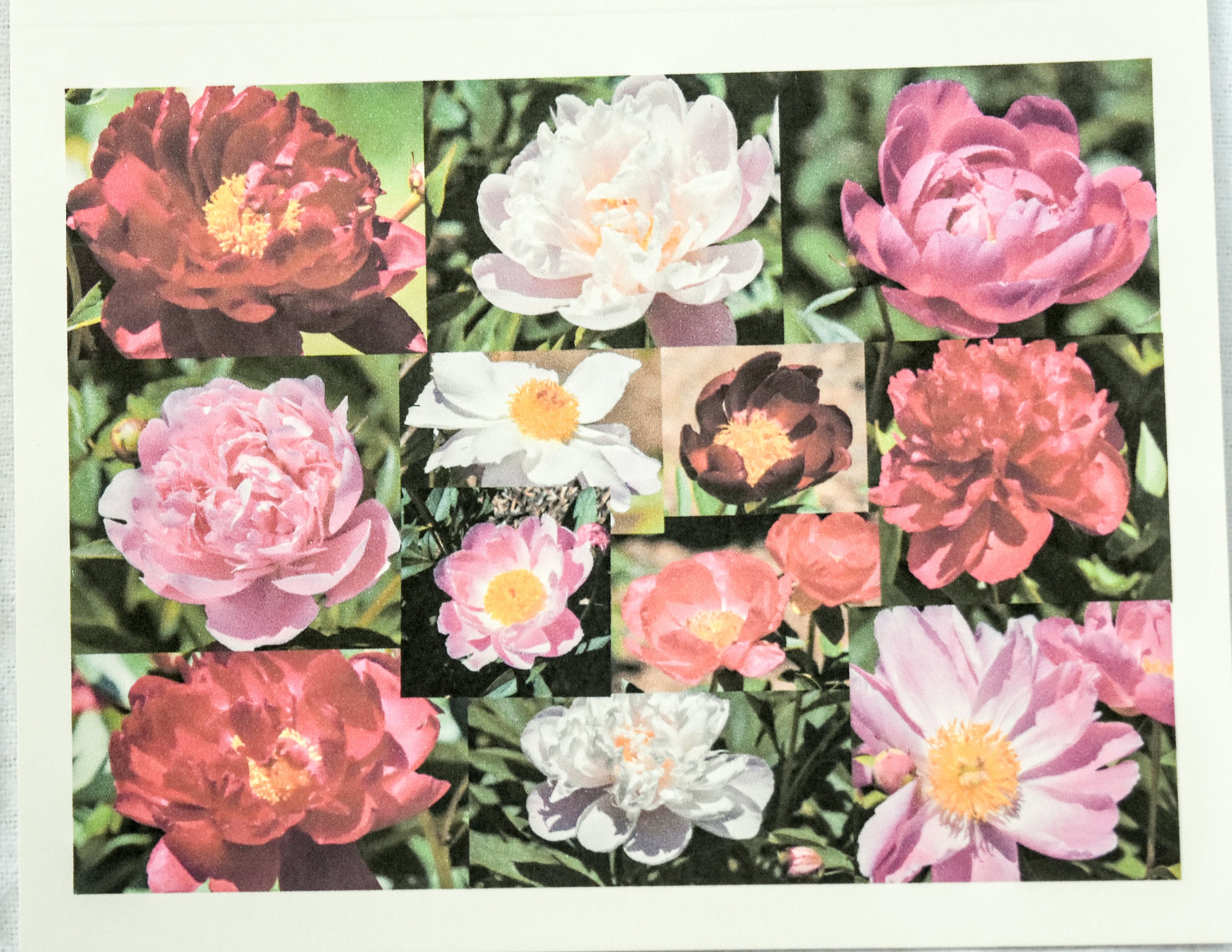 Collage of Peony Photos - Notecards - Etsy