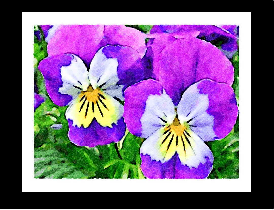 Pansies Blasting With Watercolor Popping for Spring - Notecards - Etsy