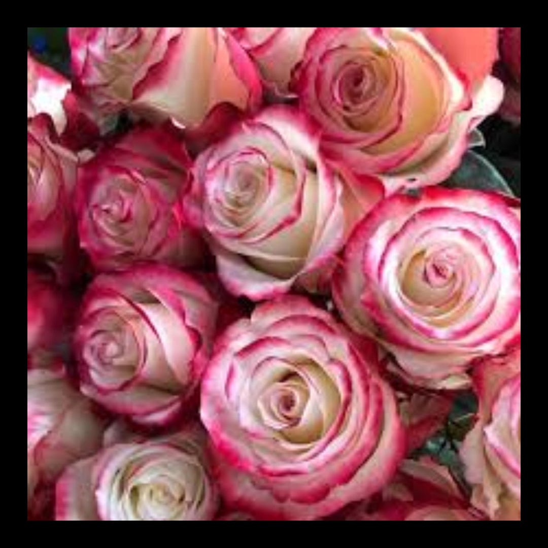 Sweet Rose Premium Uncut Fragrance Oil Concentrate for Scenting Soaps ...