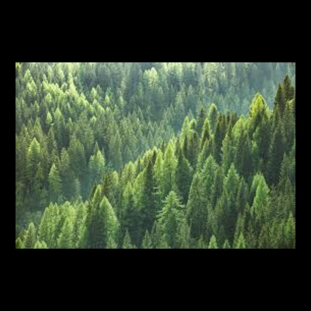 Forest Pine Uncut Fragrance Oil Concentrate for Scenting Soaps, Lotions ...