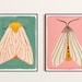 Moth Art Print Set Insect Illustration Gallery Wall Prints | Etsy