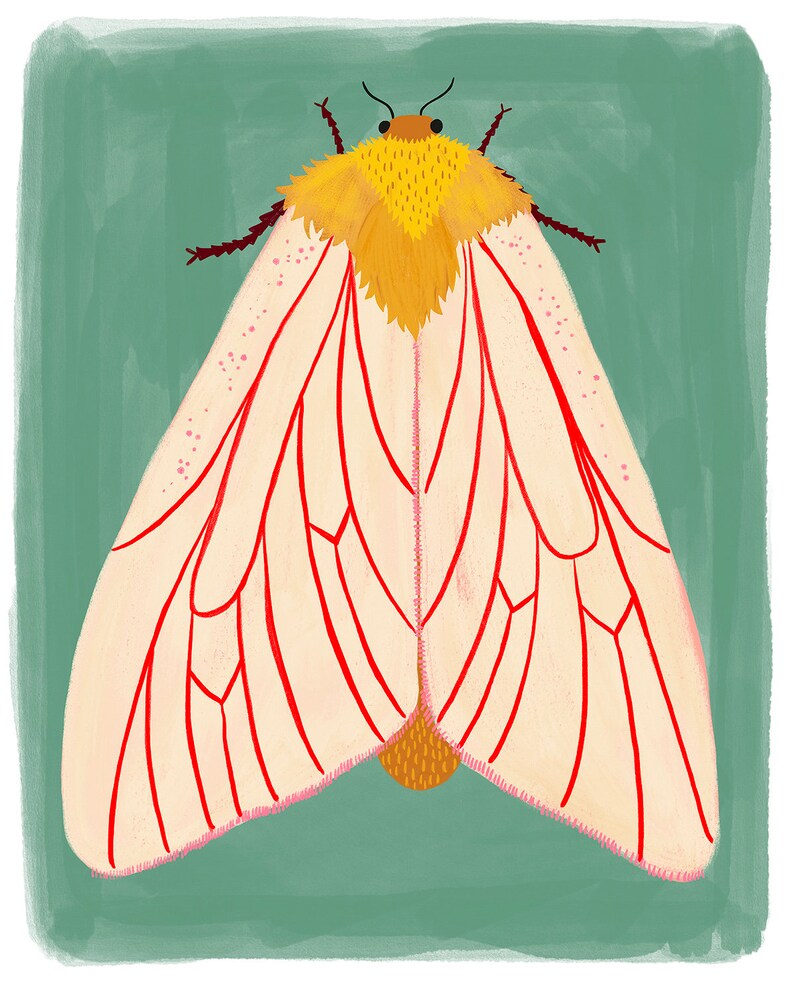 Moth Art Print Set Insect Illustration Gallery Wall Prints | Etsy