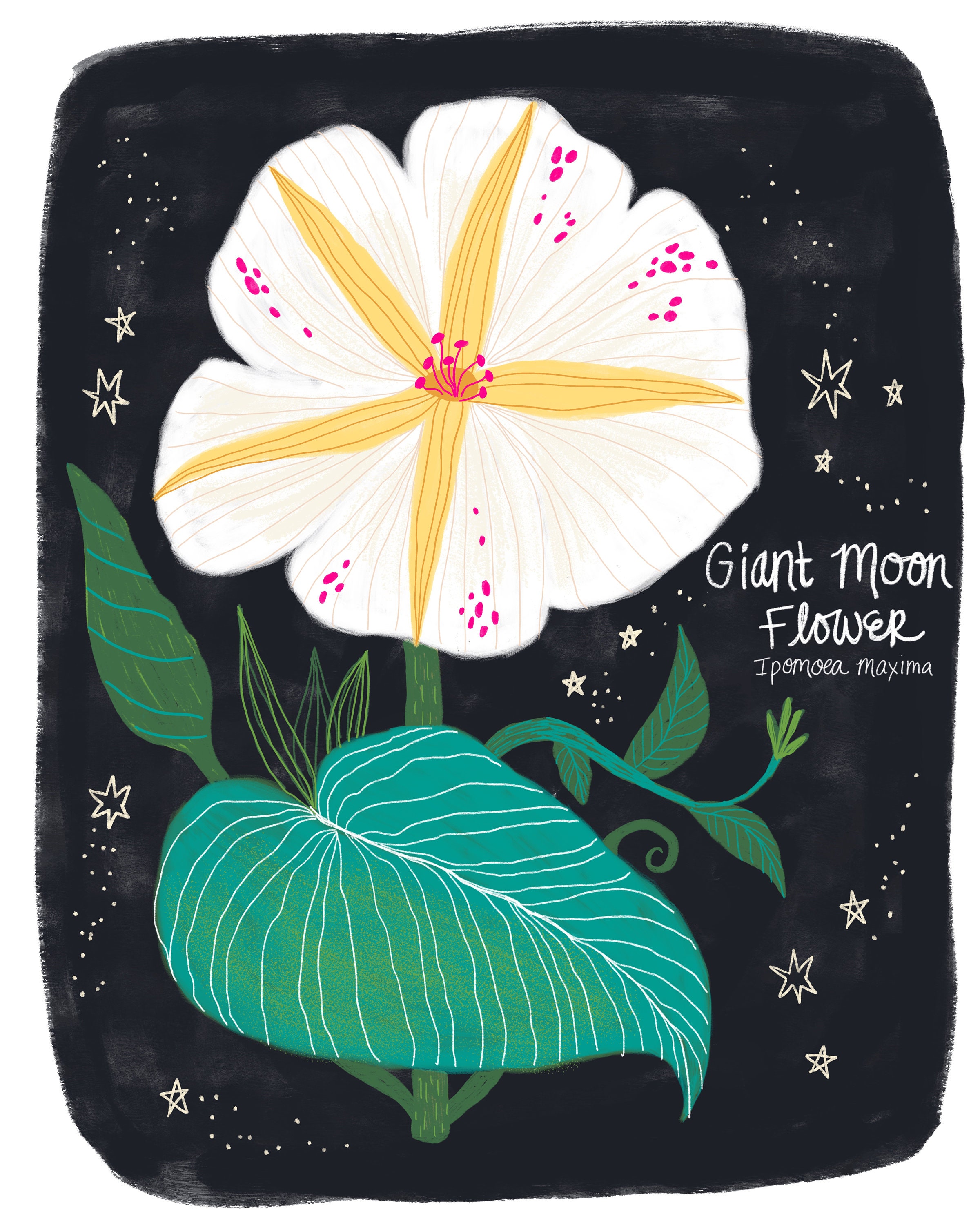 Moon Flower Print Floral Illustration Botanical Art Print | Etsy