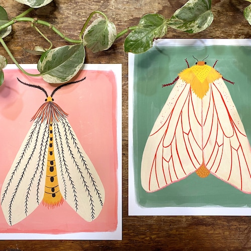 Moth Art Print Set Insect Illustration Gallery Wall Prints - Etsy