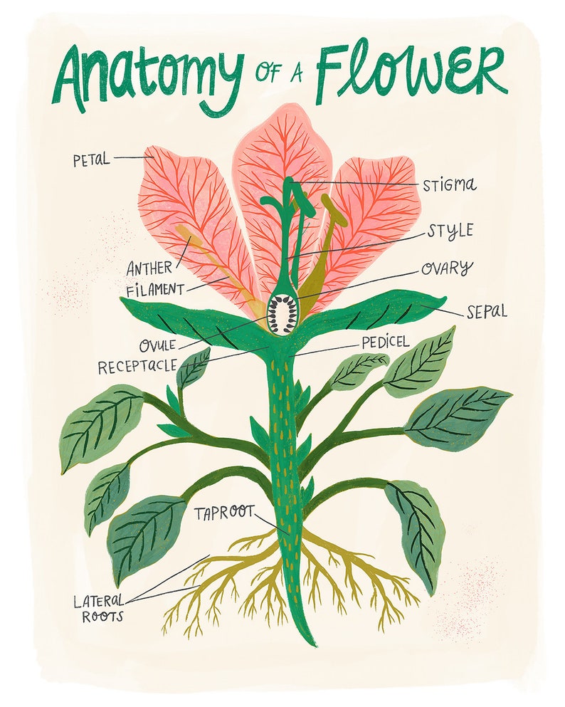 Plant Anatomy Art Plant Lover Gift Plant Lady Art Gift for | Etsy