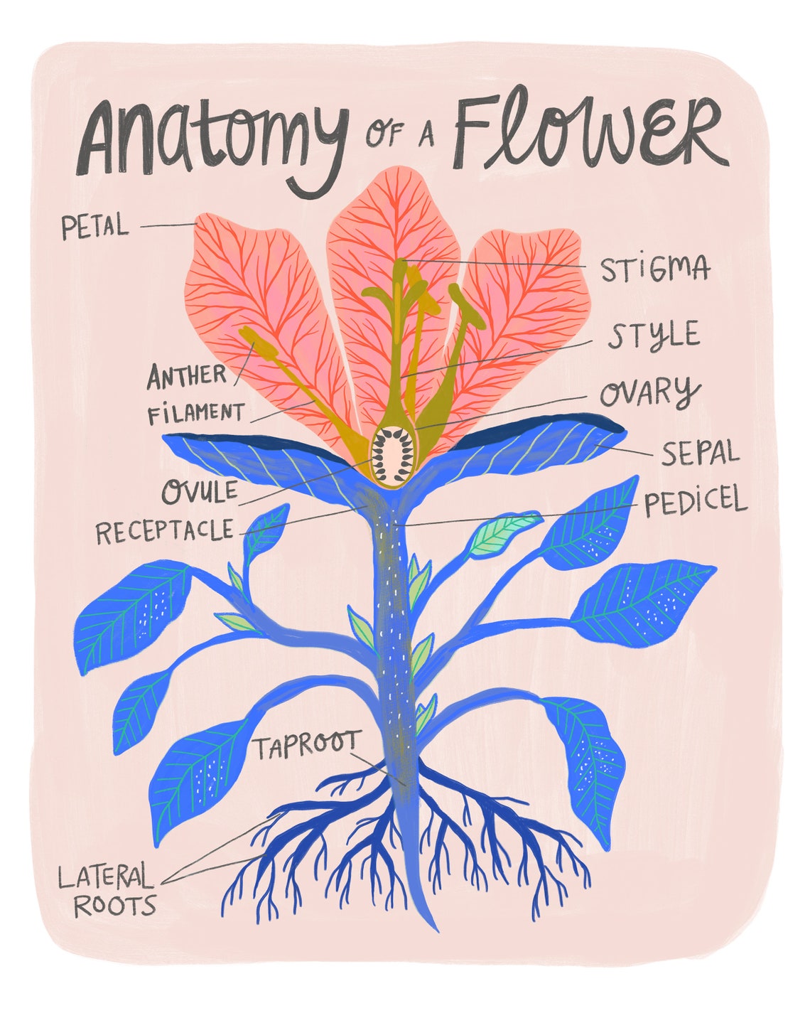 Plant Anatomy Art Plant Lover Gift Plant Lady Art Gift for | Etsy