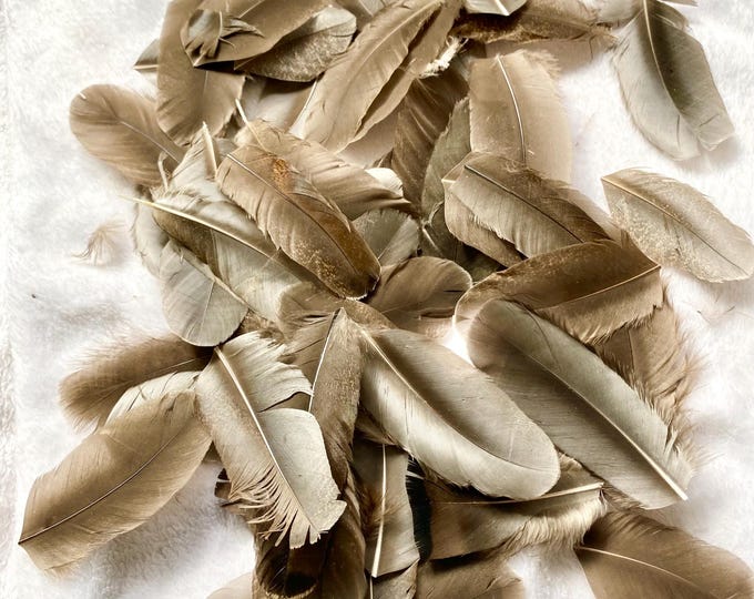 Wild Turkey Feathers for Crafts and Flower Arrangements, DIY - Etsy
