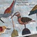 Wave Waders Shorebird Collection No. 2 Appliqué Embroidery PHYSICAL ...