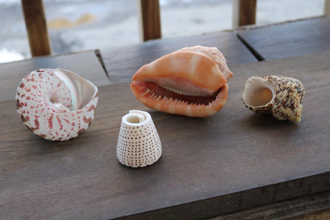 FOUR SHELLS Bullmouth, Turban, Cowrie and Trochus for Art Supply or ...