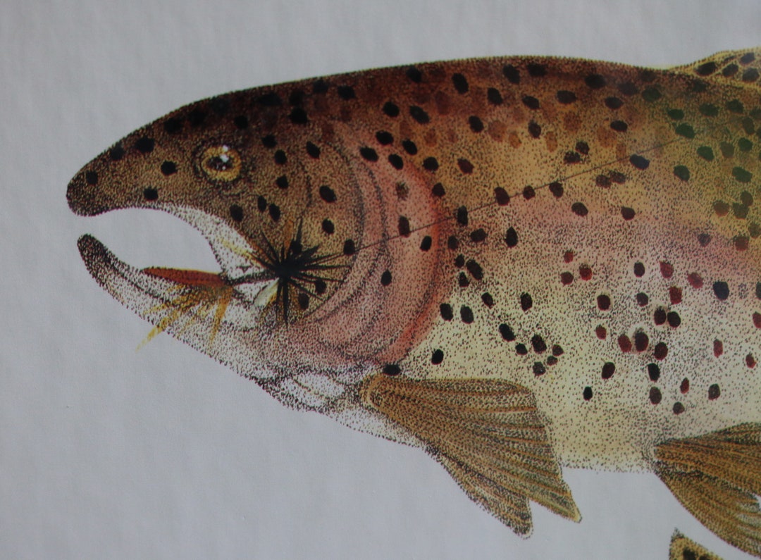 Brown Trout Fly Fishing Print 1994 by Teri Renee Blehm Scafa Tornabene ...