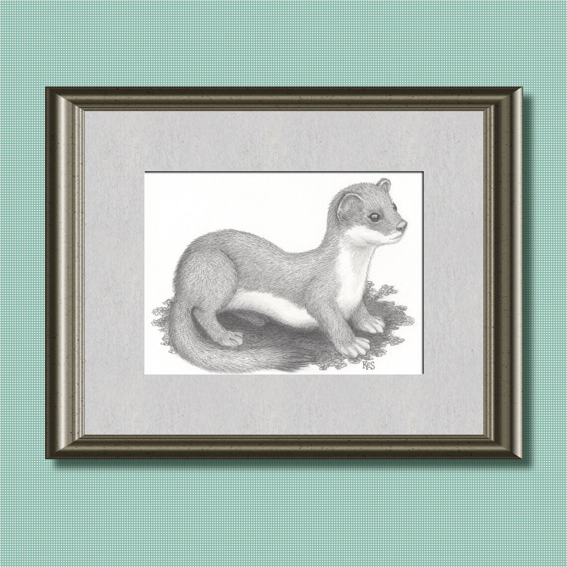 Stoat Drawing Pencil Drawing of a Stoat or Weasel - Etsy UK