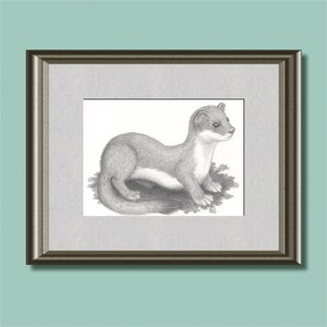 Stoat Drawing Pencil Drawing of a Stoat or Weasel - Etsy