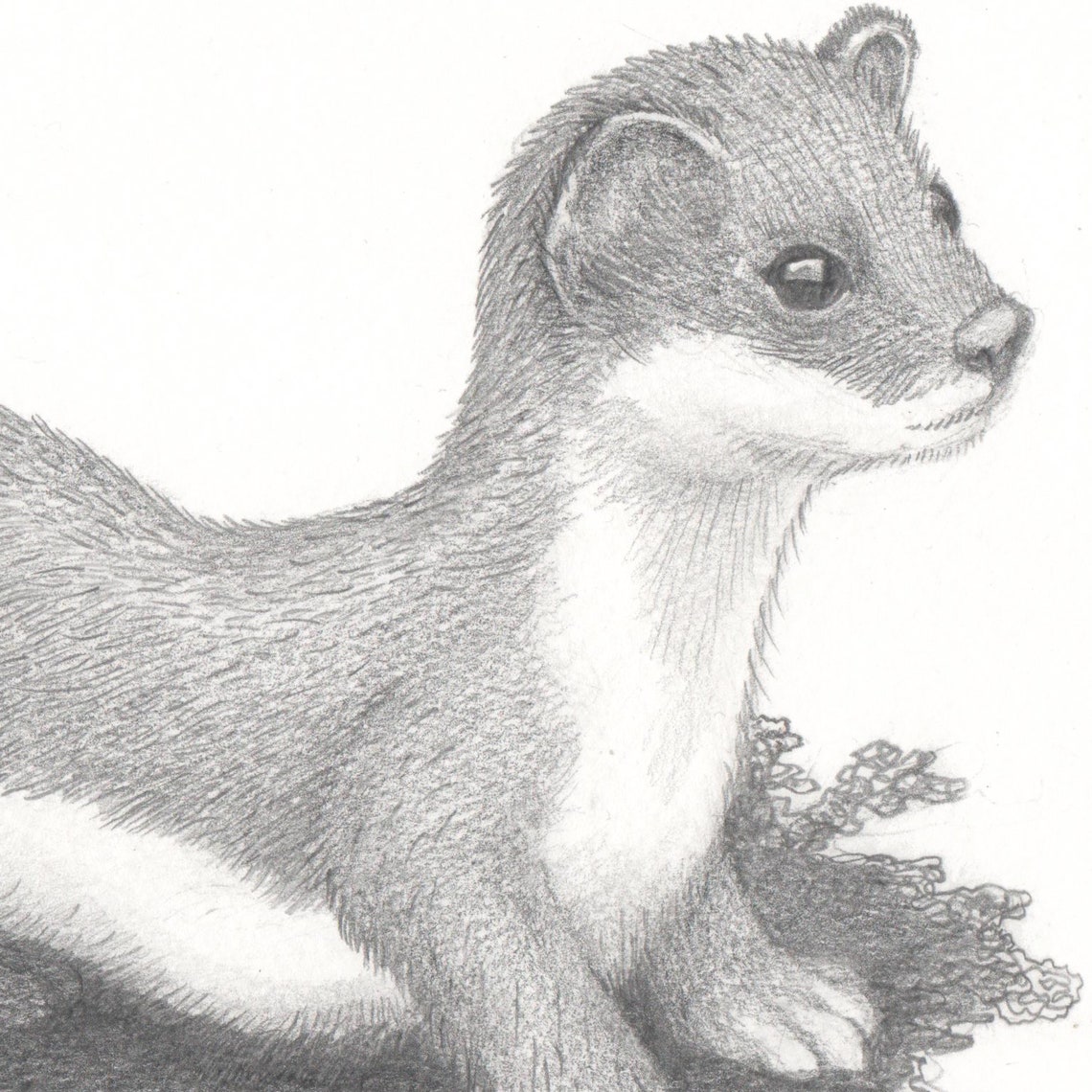 Stoat Drawing Pencil Drawing of a Stoat or Weasel - Etsy UK