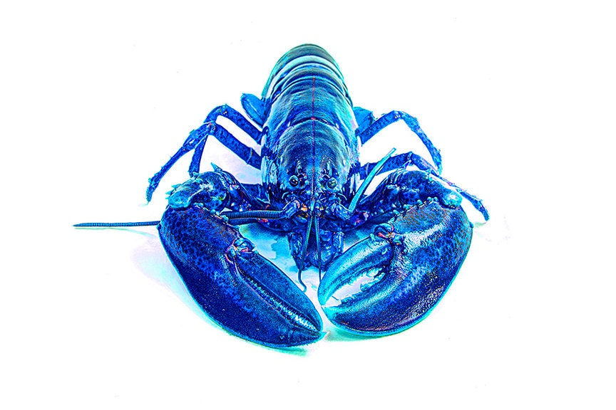 Blue Lobster - Etsy