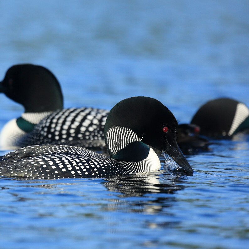 Group of Common Loons - Etsy