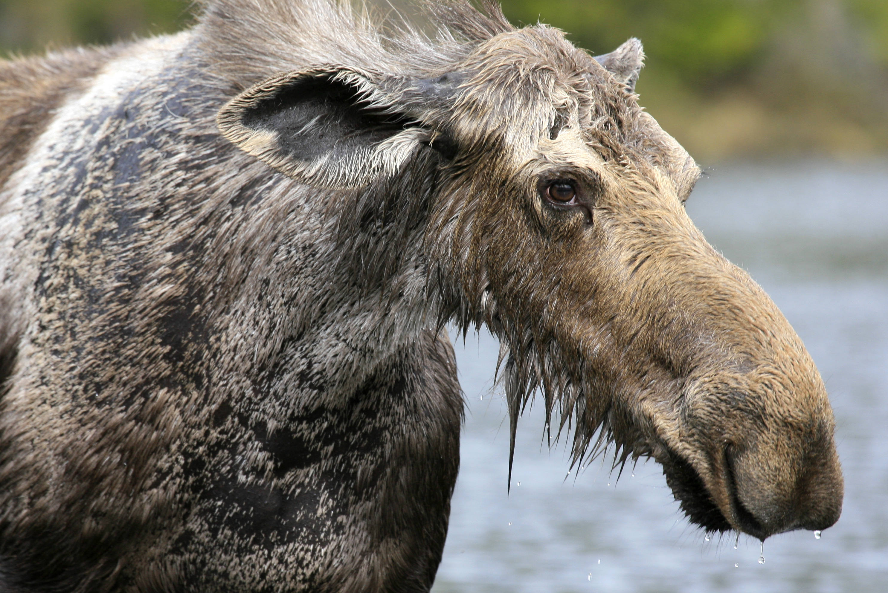 Moose Portrait - Etsy